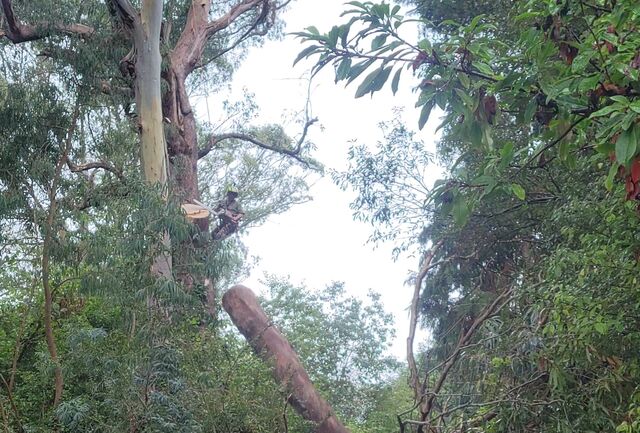 Beulah Eucalyptus